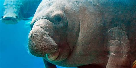 Manatee Dies After Having High Intensity Sex With His Brother