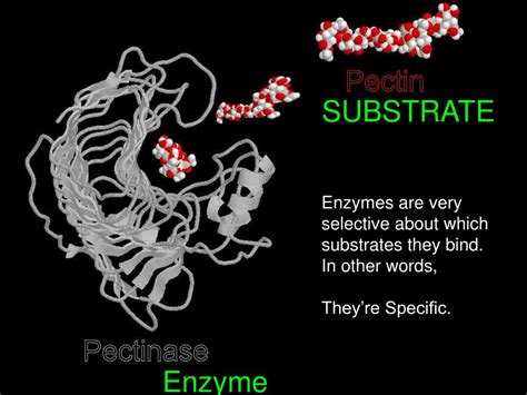 Ppt Pectinase Prelab Powerpoint Presentation Free Download Id6365737