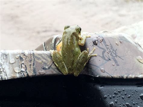 Florida Turkey Hunting Camp Photo Blog Realtree Camo