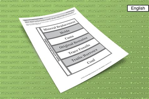 Types Of Fossil Preservation Dzdownloadablefoldables
