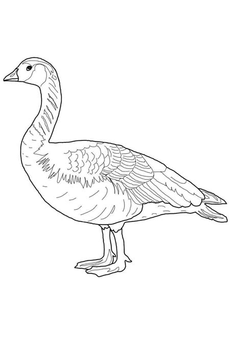 Раскраски, Птичка Снегирь. Раскрашивать онлайн. Снегирь для детей ...