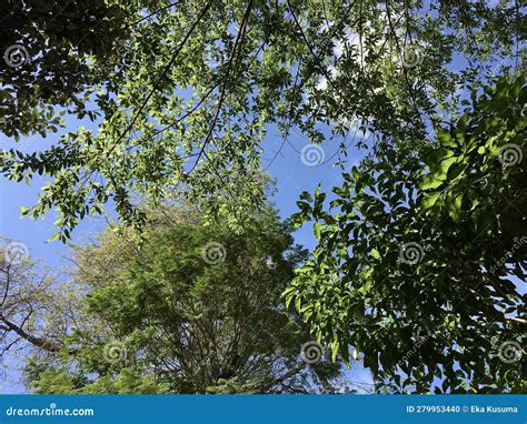 Tree From Below Stock Photo Image Of Growth Summer