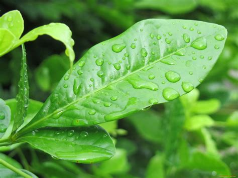 Обои Природа Листья обои для рабочего стола фотографии природа листья Обои для рабочего стола