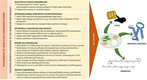 Microalgae As Cell Factories Heading To A Sustainable Industrial