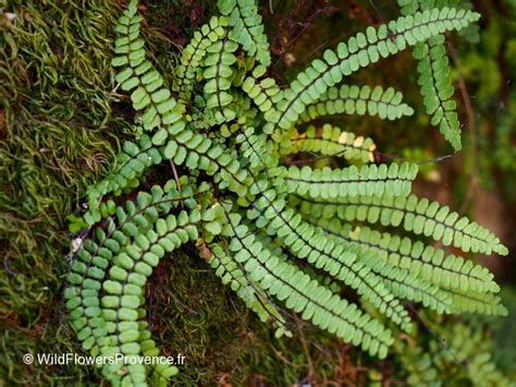 Asplenium Trichomanes Wild In Provence