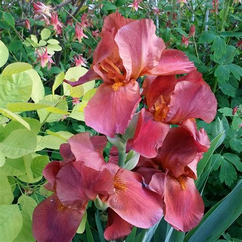 I Love My Garden June Blooms