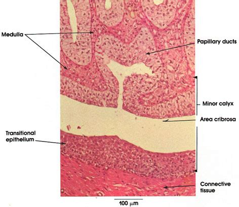 Section 12 Urinary System
