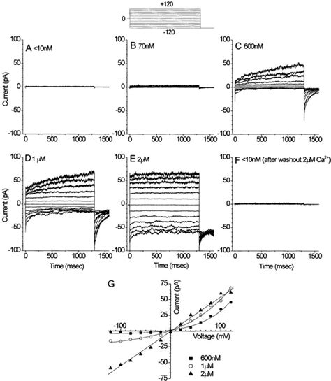 Activation Of Ca2 Activated Cl− Currents In An Excised Inside Out Download Scientific Diagram