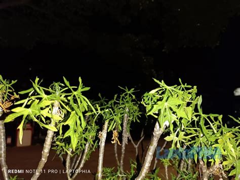 Review Xiaomi Redmi Note 11 Pro Stylish Dengan Layar AMOLED 120Hz Dan Fast Charge Ngebut