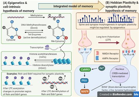 Epigenetic Model