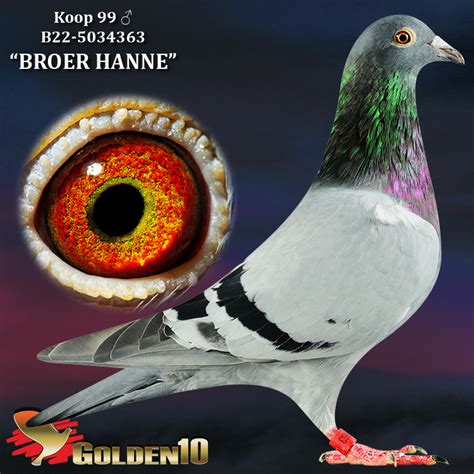099 B22 5034363 Broer Hanne ♂ De Duif