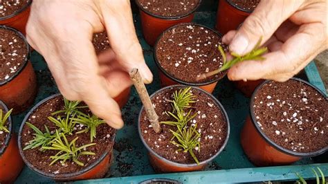 로즈마리 삽목 Youtube