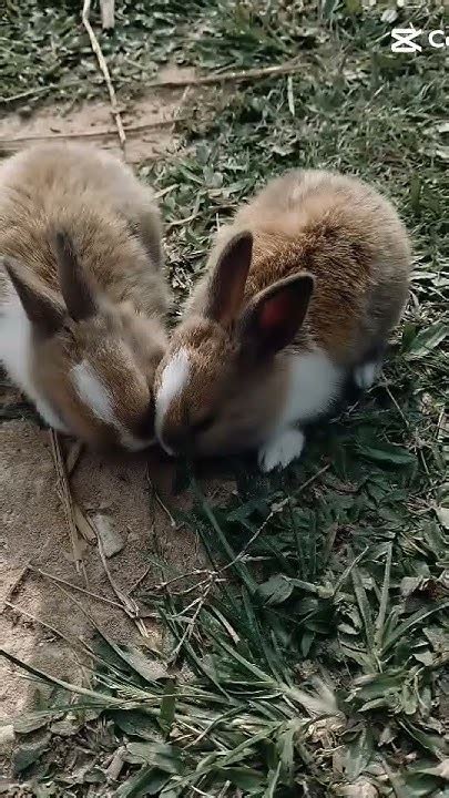 Khorgosh Lover Cute Love Status Trending Trendingshorts Subscribe Foryou ️🥰 Youtube