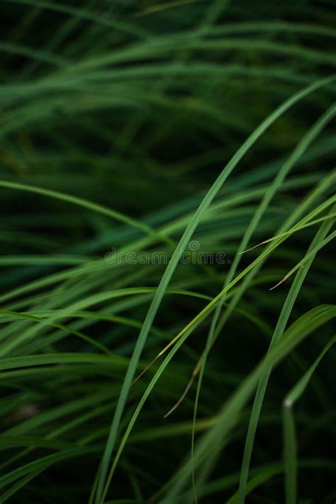 Green Grass Texture From A Field Herb Herbaceous Background