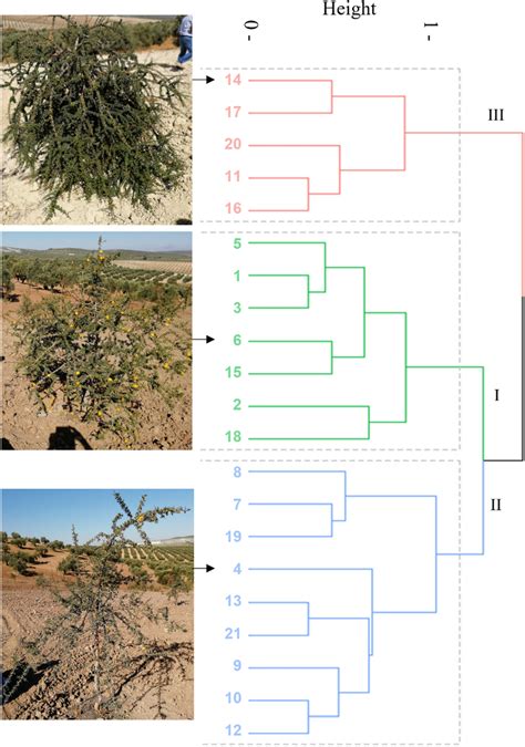 Dendrogram Of Qualitative Characteristics Among 21 Collected Trees Of Download Scientific