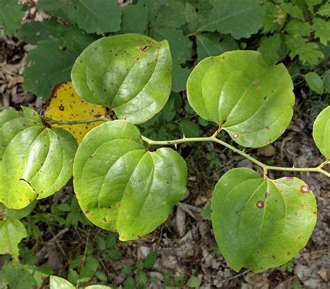 Smilax Trees And Shrubs Online