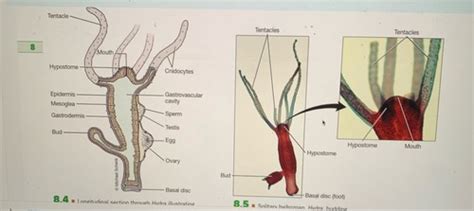 Zoology Cnidarians And Ctenophores Flashcards Quizlet