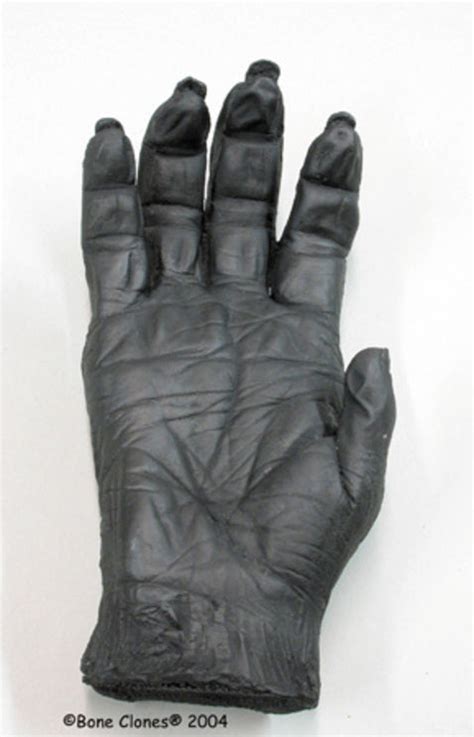 Chimpanzee Hand Life Cast Replica Pan Troglodytes Lc 23 Darwin And