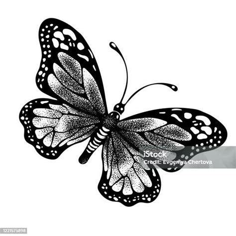잉크 나비 손 그림 낙서 곤충 스케치 흑백 인쇄 문신 흰색 배경에 고립 된 검은 색 인키 그래픽 나비 확산 날개 상단보기로 그려져 있습니다 벡터 일러스트레이션 나비에 대한