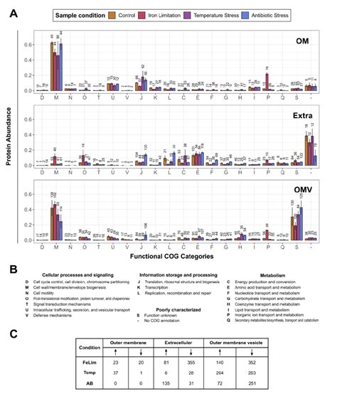 Overview Of The Functional Protein Compositions In The Enriched Outer
