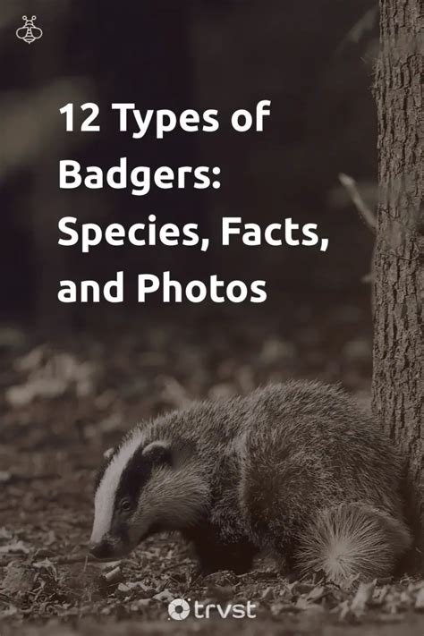 12 Types Of Badgers Species Facts And Photos