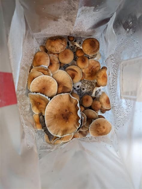 [actives] Golden Teacher Bag Tek Harvest R Mushroomgrowers