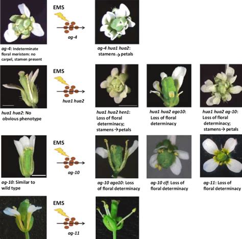 Ems Mutagenesis Is A Powerful Tool To Dissect Pathways Governing Floral