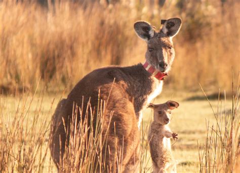 Github Weli Scimultivariate Beh Surv Analysis Code And Data Relevant