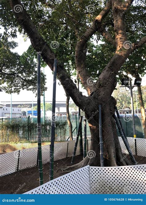 Save The Old Tree By Root Guiding Stock Photo Image Of Roots Supports 105676628