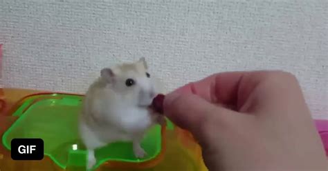 Hamster Exe Stopped Working 9GAG