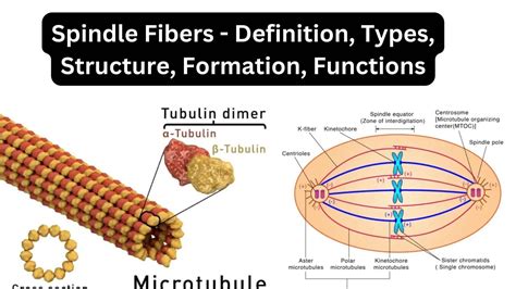 Intermediate Filaments Definition Structure Function Biology Notes Online
