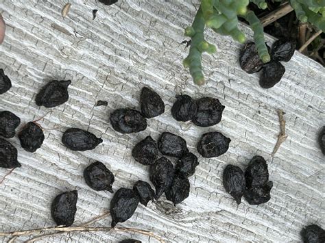 Mule Deer Droppings