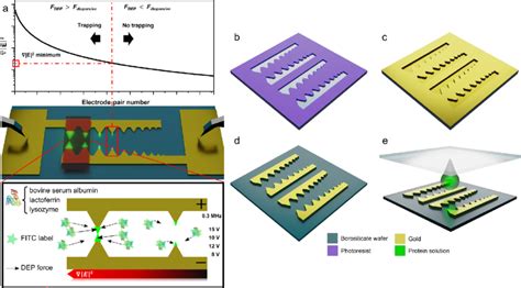 A Working Principle Of The Dielectrophoretic Device Utilized To Download Scientific Diagram