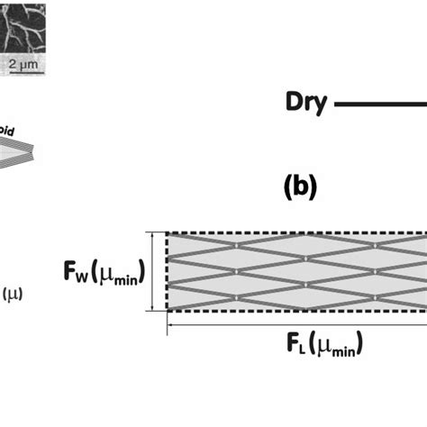 A Evolution Of Microstructure From Dry To Wet Conditions And Download Scientific Diagram