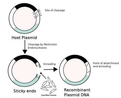 Recombinant Dna Vaccines Have Proved To Be An Important Tool For The Treatment Of Many Diseases