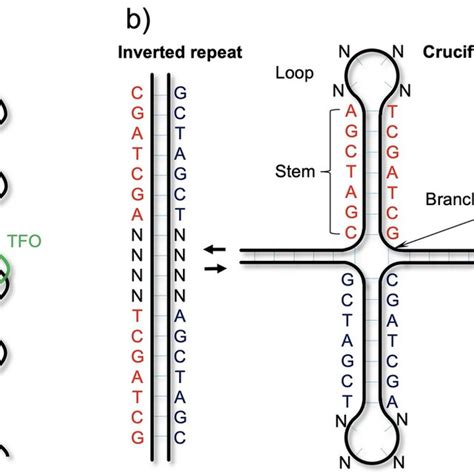 Triplex Dna A And Cruciform Dna B The Triplex Structure Is Produced By Download Scientific