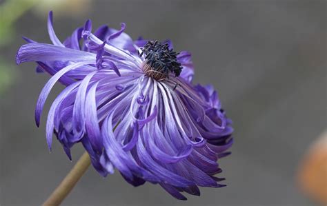 아네모네 꽃 플로라 Pixabay의 무료 사진