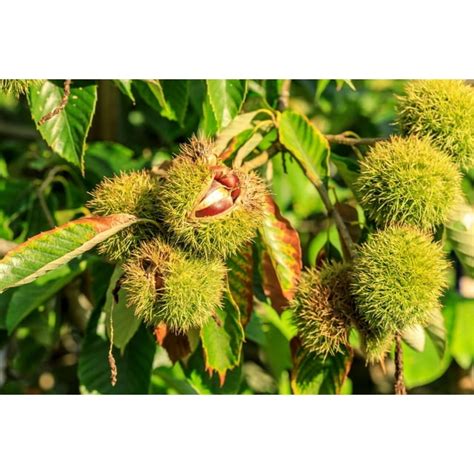 Chinese Chestnuts Tree Seeds For Planting Best Trees For Deer