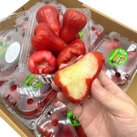 Fresh Large Wax Apples 1 Box 1kg Umall Australias Largest