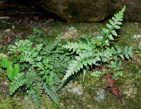 Ohio Birds And Biodiversity Those Incestuous Ferns