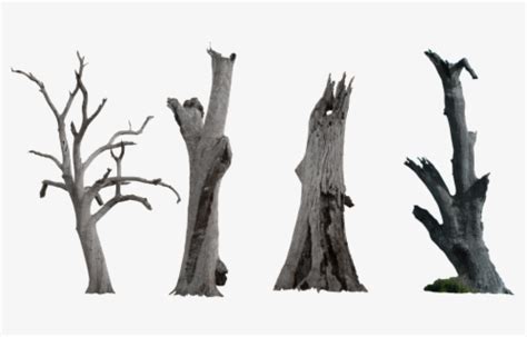 Trunk Clipart Dry Tree Tree With Branches Free Transparent Clipart ClipartKey