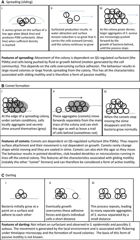 The Different Forms Of Staphylococcus Motility A Spreading Motility Download Scientific