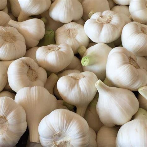 Cesnak Sadbový Makoi 5 Hlavičiek Nepaličák Chovateľské Potreby Achovsk