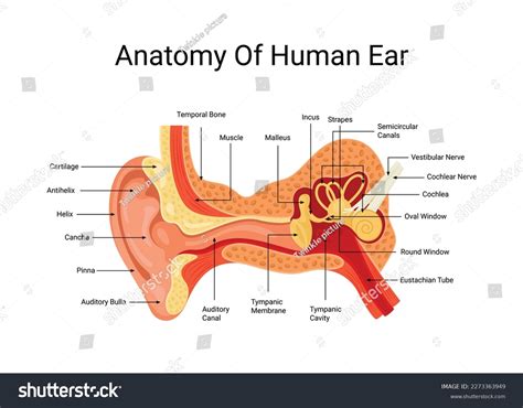 Anatomy Human Ear Vector Stock Vector Royalty Free 2273363949
