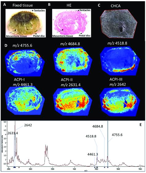 A Maldi Ms Imaging Spatial Distribution Of Serine Peptidase