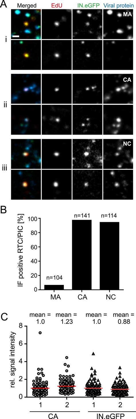Quantitative Microscopy Of Functional Hiv Post Entry Complexes Reveals