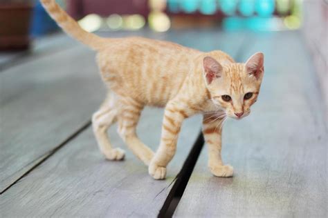 Skinny Cat Stock Photos Images And Backgrounds For Free Download