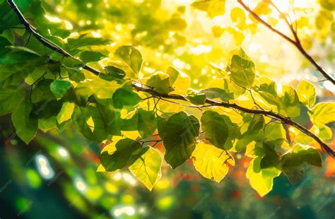 Premium Photo Green Leaves In The Sunlight And Sun Shining On Them