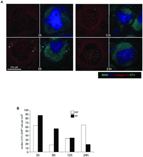 L M Specific Memory Cd8 T Cells Transiently Form Clusters In The Red