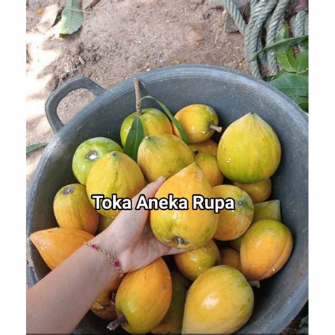 Jual Buah Alkesa Sawo Mentega 1kg Manis Fresh Shopee Indonesia